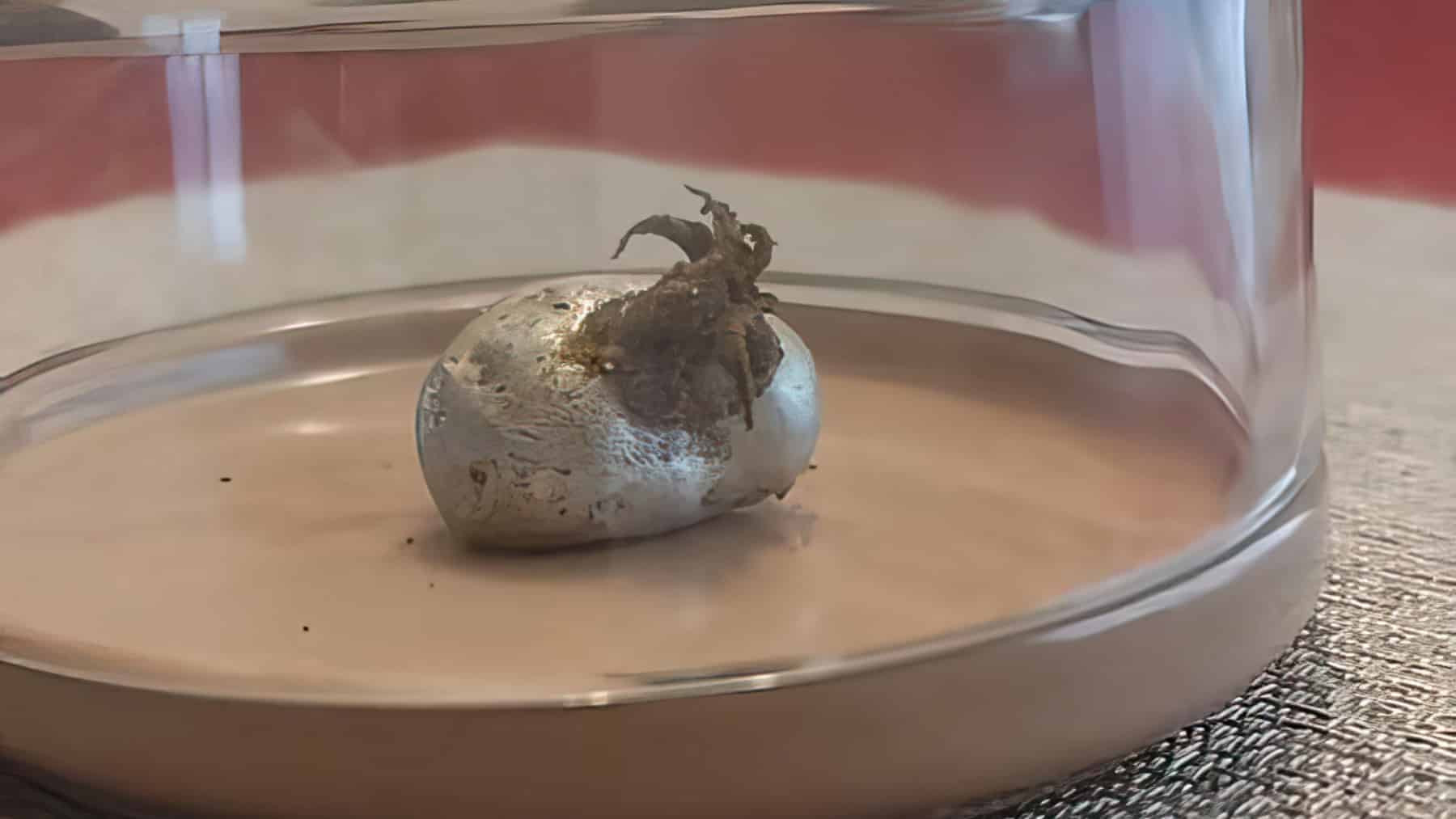 Scientists in shock - Man finds silver potato-shaped meteorite in ...