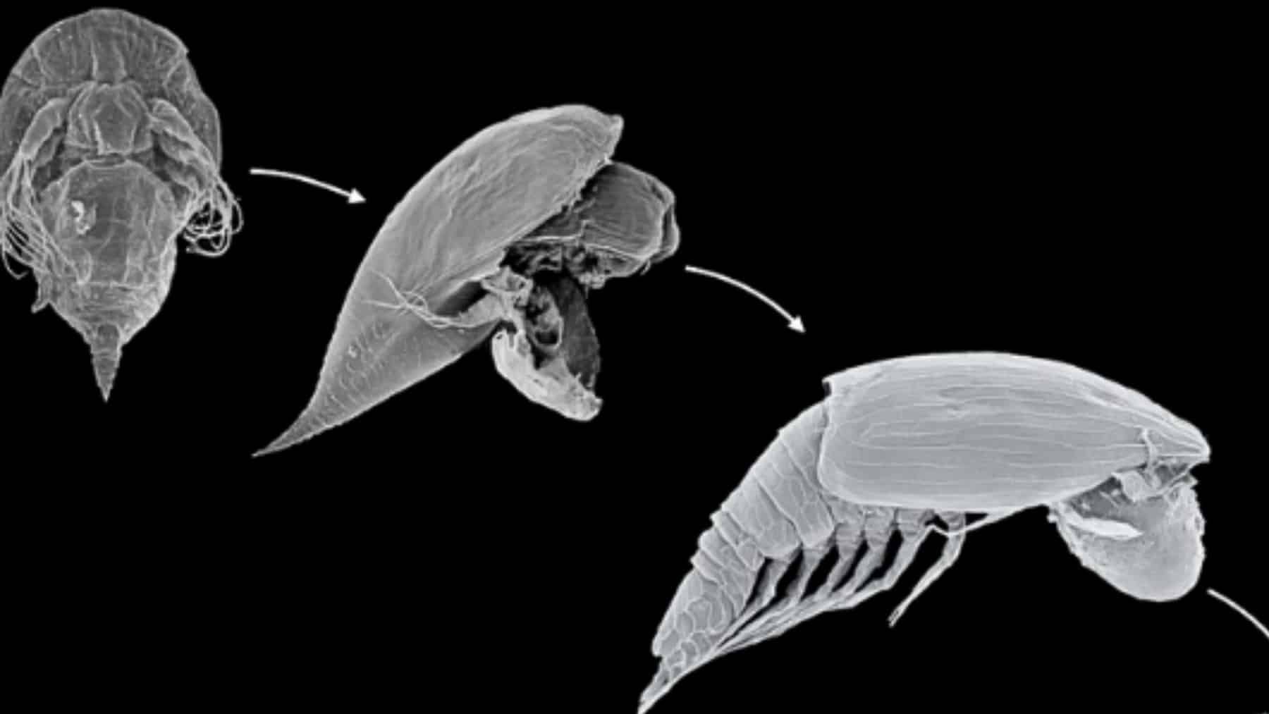 Confirmed - scientists identify alien-looking seafloor larva and it's ...