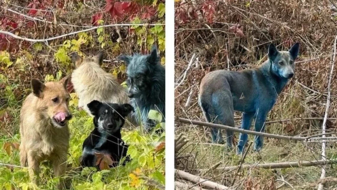 Mysterious blue dogs at Chernobyl baffle the world - scientists reveal ...