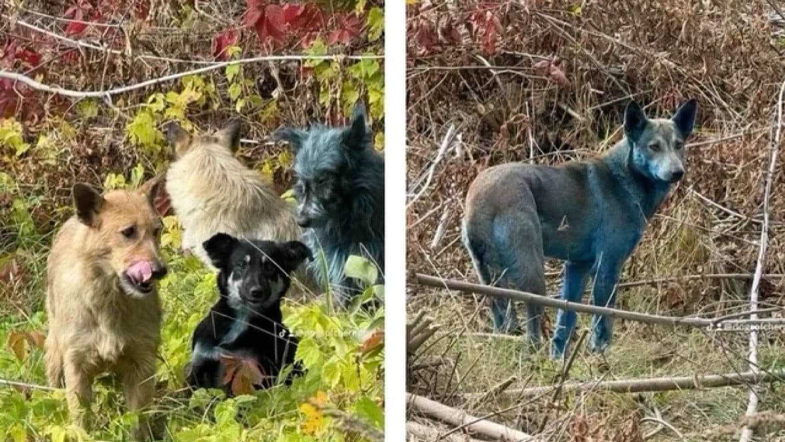 Mysterious blue dogs at Chernobyl baffle the world - scientists reveal ...