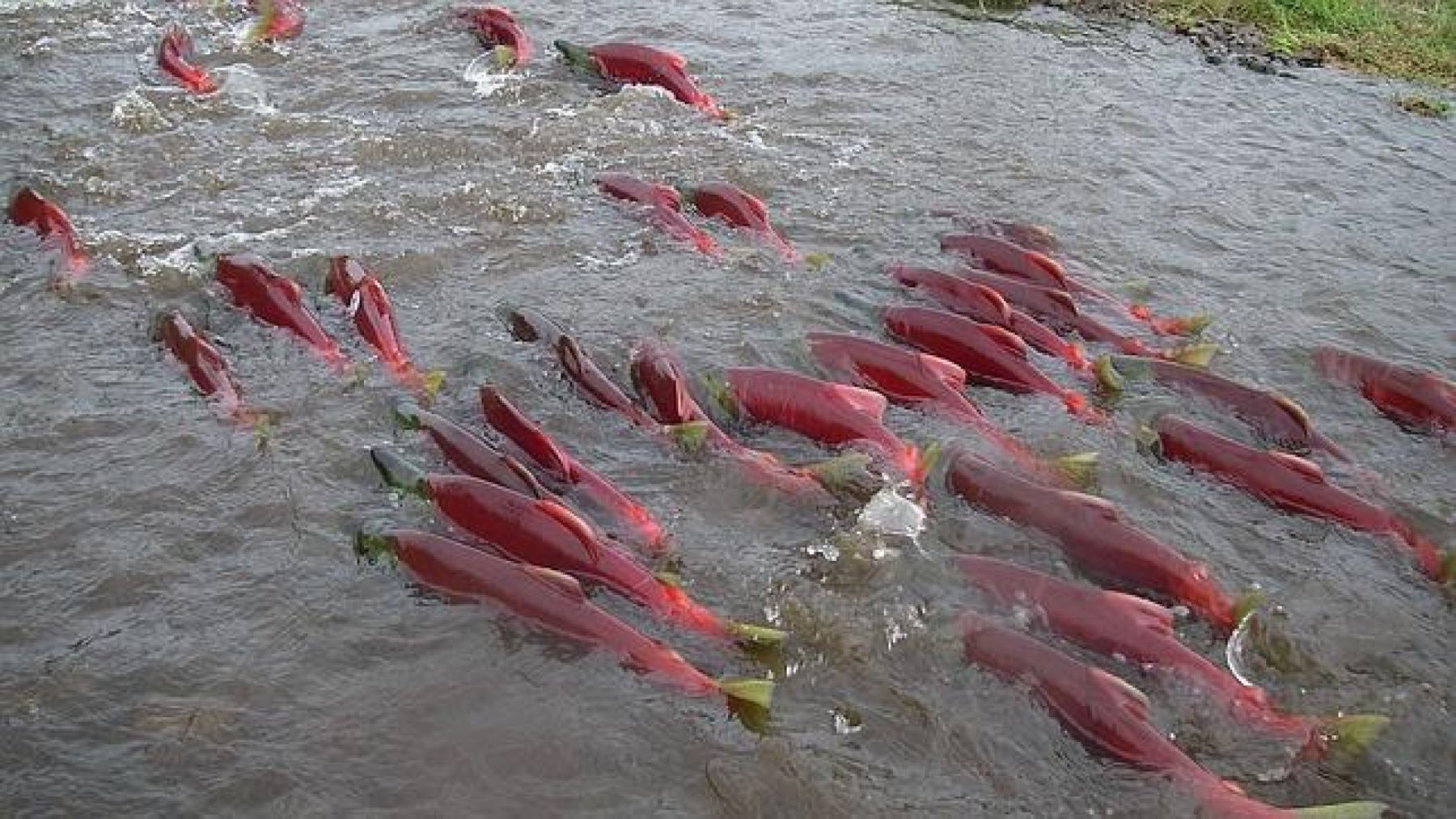 Confirmed—Chinook salmon return to the Klamath River for the first time ...