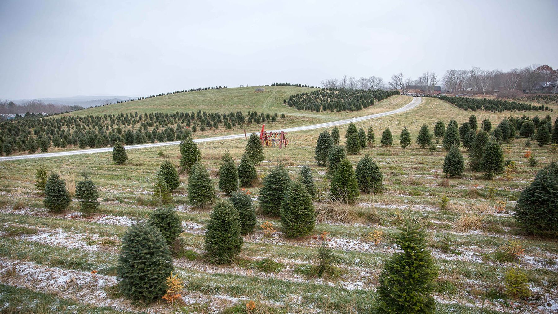 He bought a Christmas tree farm before retiring and now earns up to ...