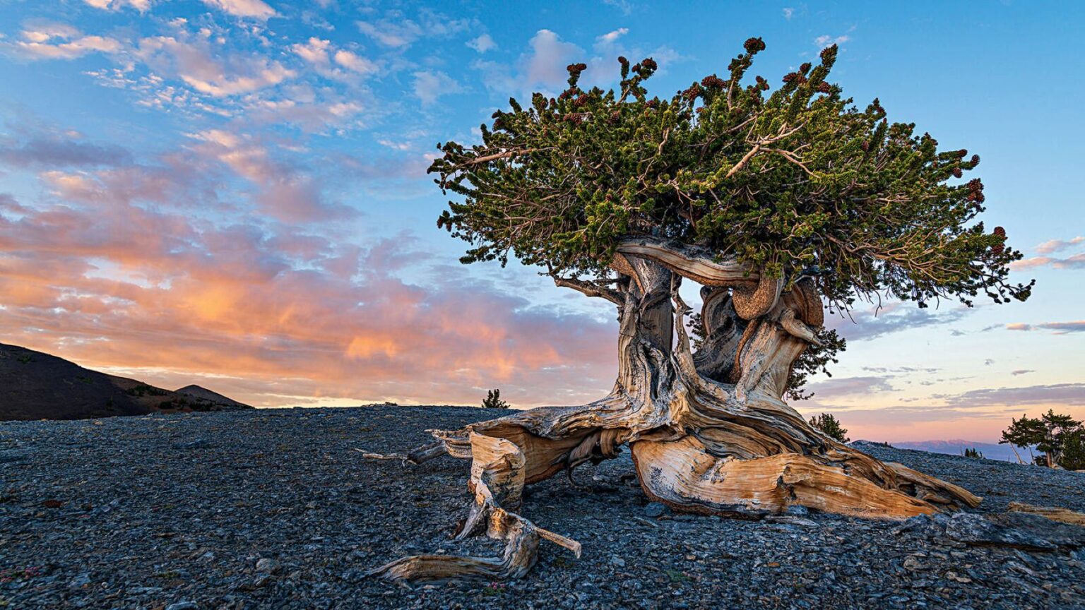 Farewell to the oldest tree ever known—a scientific error in Nevada ...