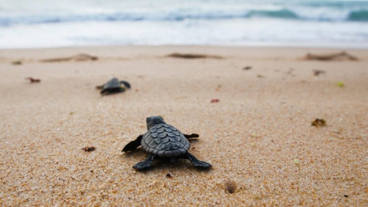 Sea turtles' secret 'superpower' - How the Earth's magnetic field makes ...