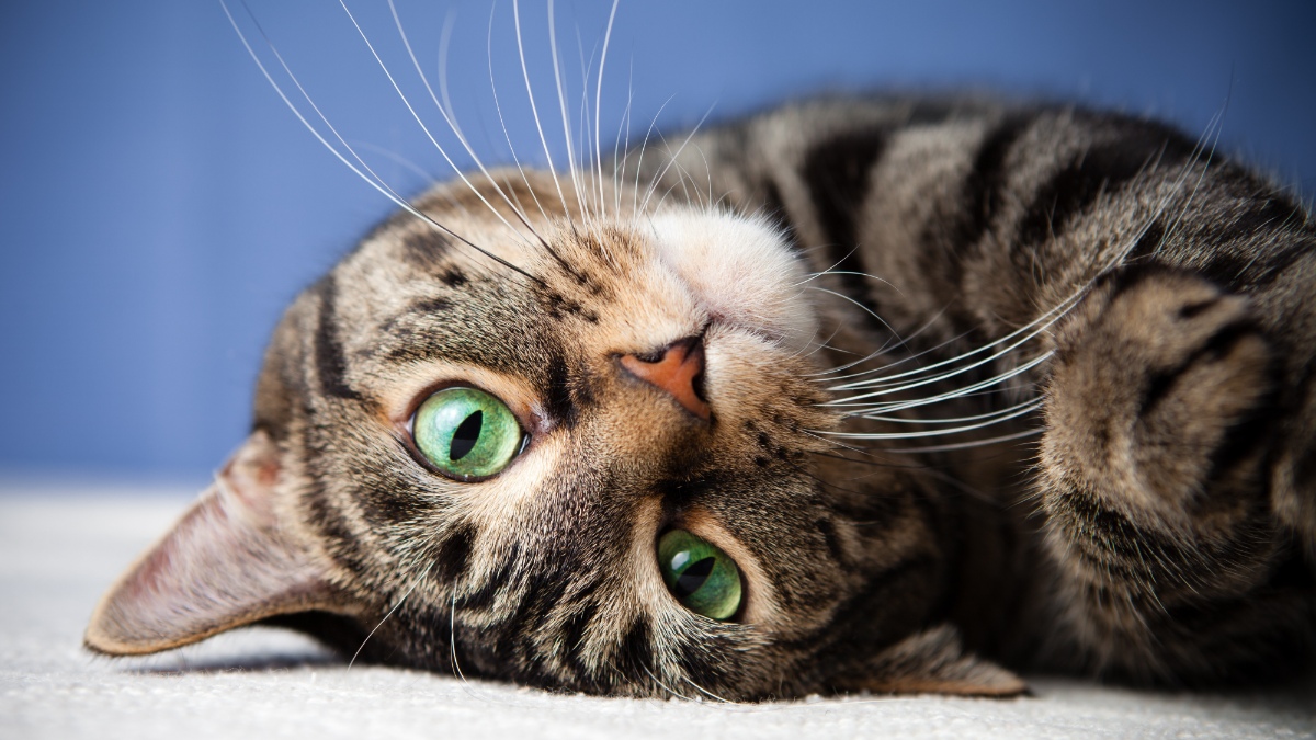 Neither the TV nor the reflection in the mirror - this is what your cat ...