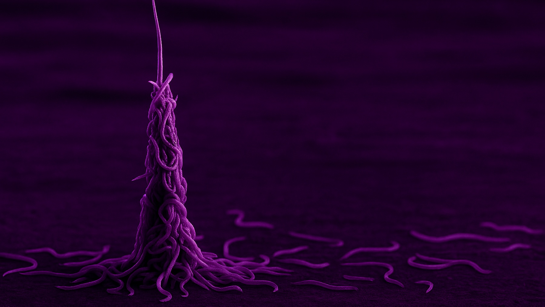 Scientists in Germany discover worms that form living towers and act as ...