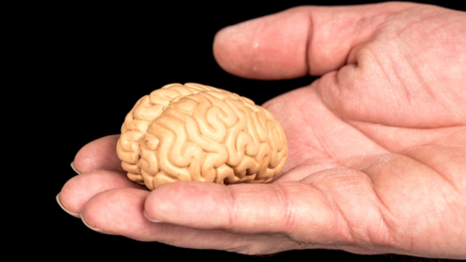 Scientists create the first human mini-brain with multiple connected ...