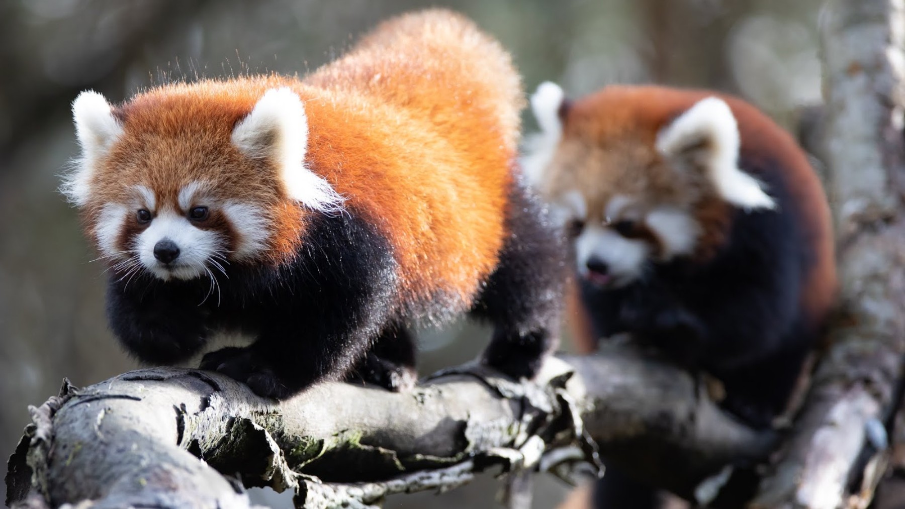 A breath of hope—two red pandas are born at ZooMontana and win over the ...