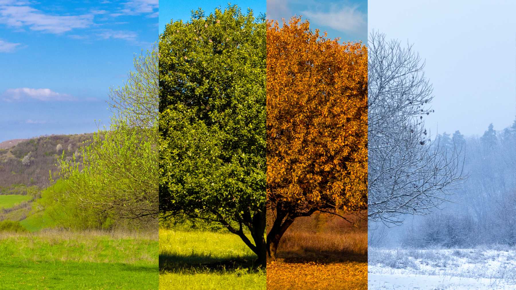 Neither winter nor summer—the Earth no longer has just four seasons ...