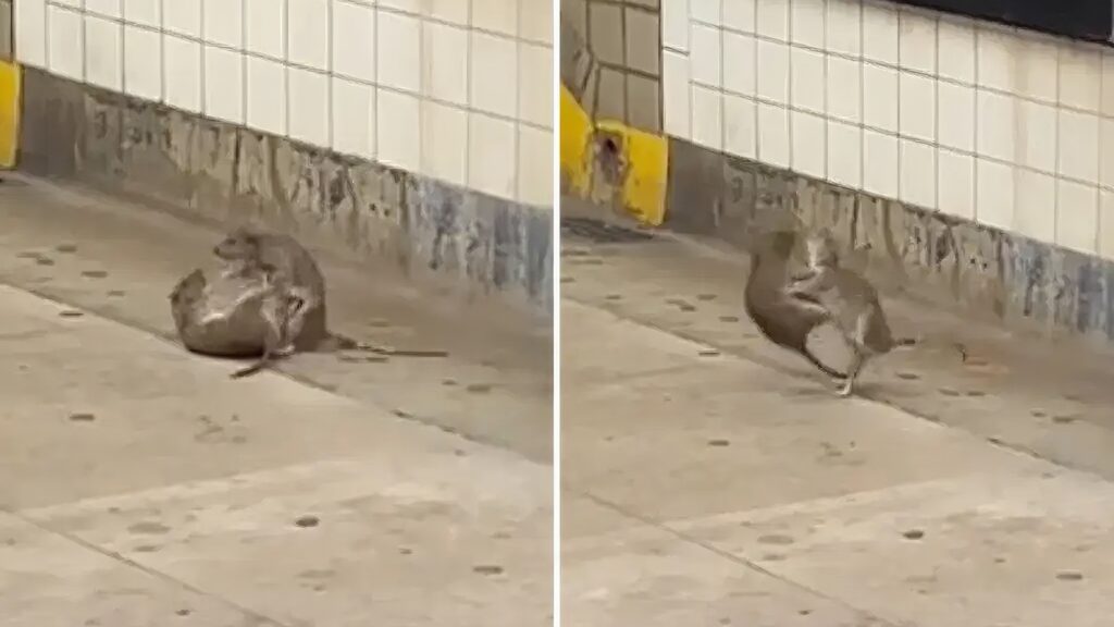 Neither McGregor nor Topuria—these rats starred in the most epic fight ...