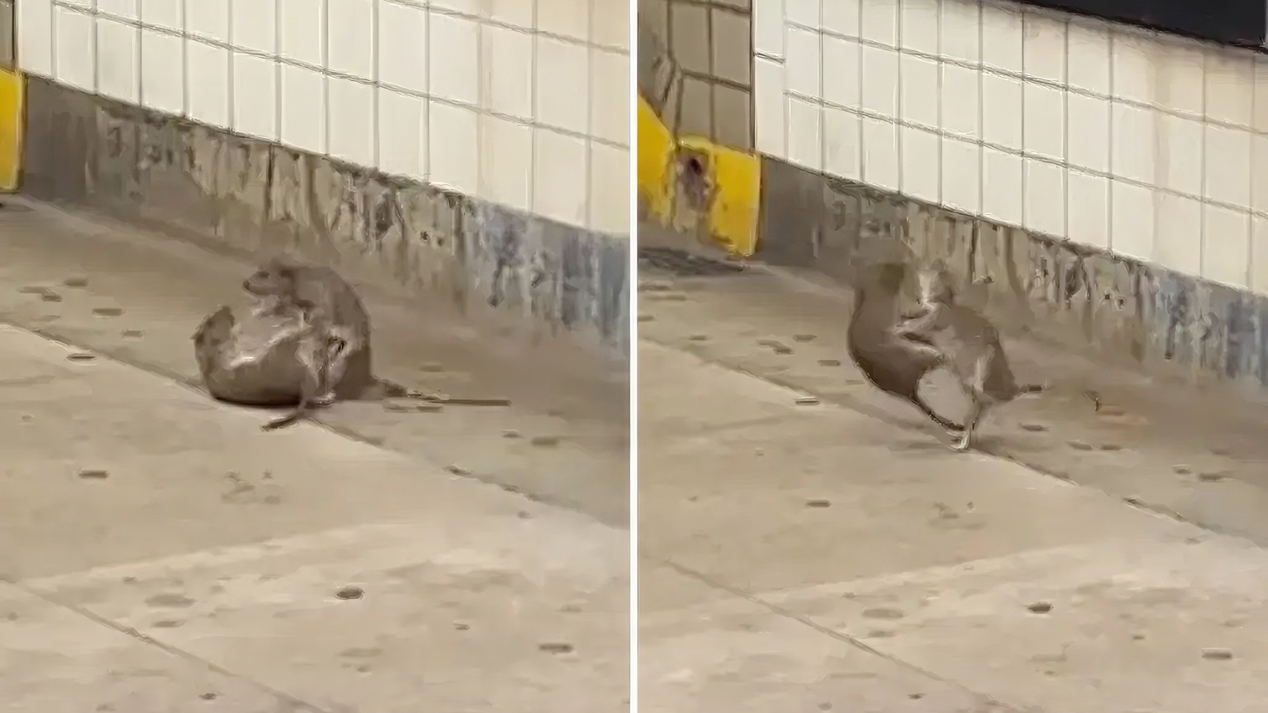 Neither McGregor nor Topuria—these rats starred in the most epic fight ...