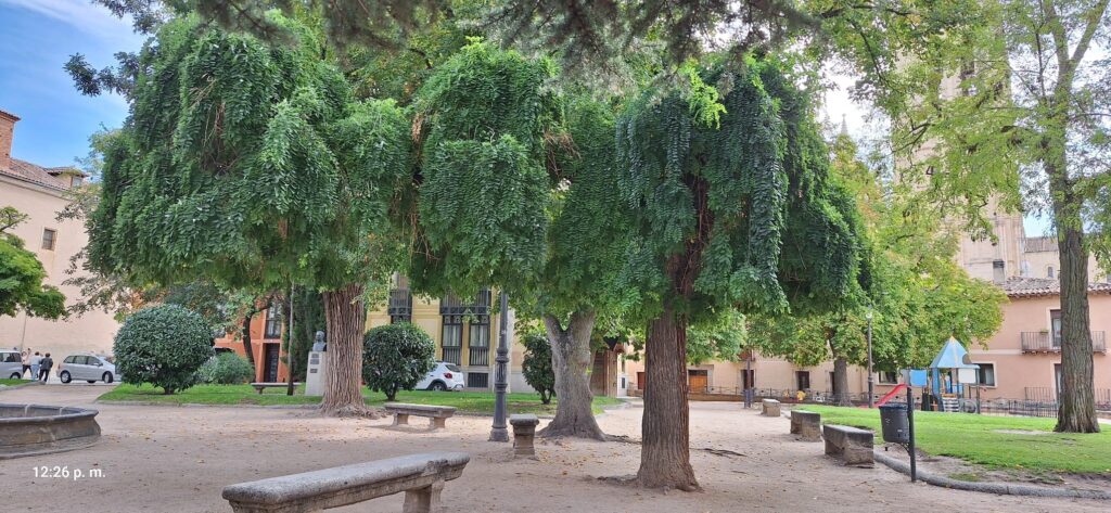 La sófora de la Merced es candidata a Árbol del Año